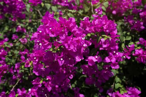10 Nombres de plantas de clima cálido que seguro no conoces