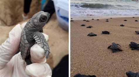 Sem Humanos 97 Tartarugas Marinhas Nascem Em Praia De Pernambuco