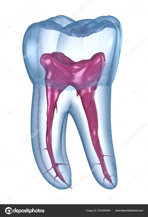 Dental Root Anatomy First Maxillary Molar Tooth Medically Accurate