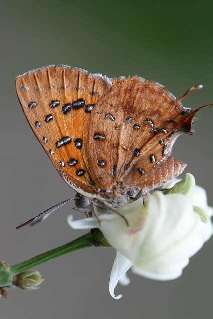 Motyl Pomarańczowy Owad Darmowe zdjęcie na Pixabay Pixabay
