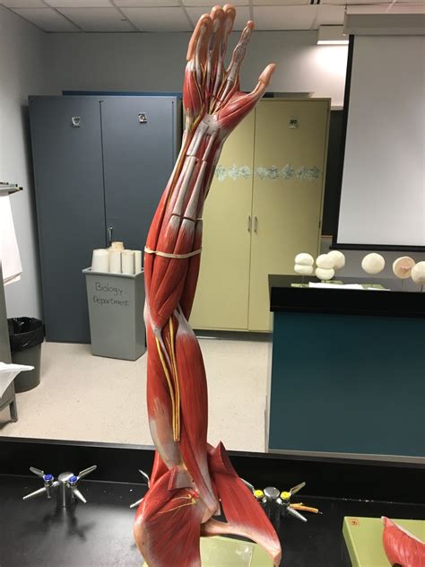 Antebrachium And Brachium Anterior Diagram Quizlet