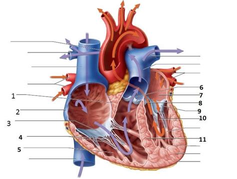 Heart Labeling Diagram Quizlet