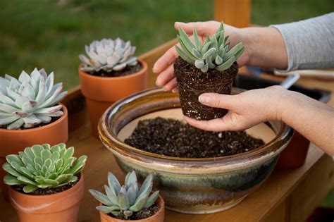 Bouturer Les Plantes Grasses Comment Faire Une Bouture