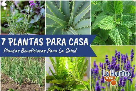 7 Plantas Beneficiosas Para Tu Salud Que Puedes Plantar En Casa La