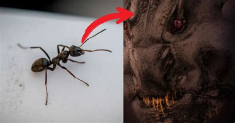 Take A Look At This Terrifying Close Up Of An Ant