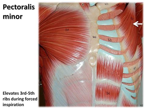 Pectoralis Minor Muscles Of The Upper Extremity Visual A Flickr