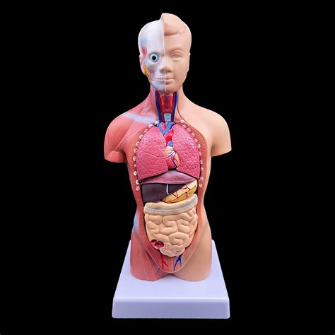 UIGJIOG 28 Cm Body Model Human Torso Body Model 15 Ubuy India