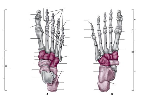 Bones Of The Foot Diagram Quizlet