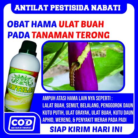 Jual Antilat Ml Obat Pembasmi Hama Buah Terong Obat Hama Ulat