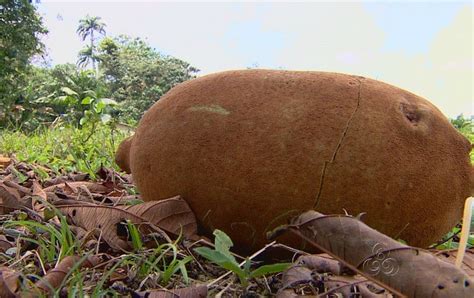 Rede Globo redeamazonica Bom Dia Amazônia mostra riquezas do