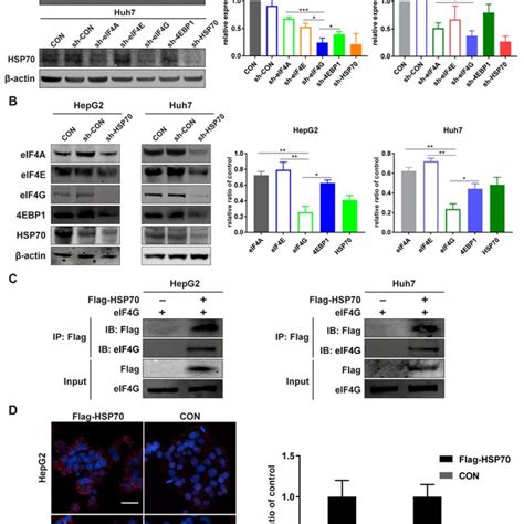 Hsp Interacts With Eif G In Vitro A B Cell Lysates Were Analyzed