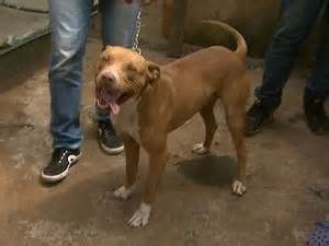 G1 Adolescente é atacado por pit bull após sair da escola em Franca