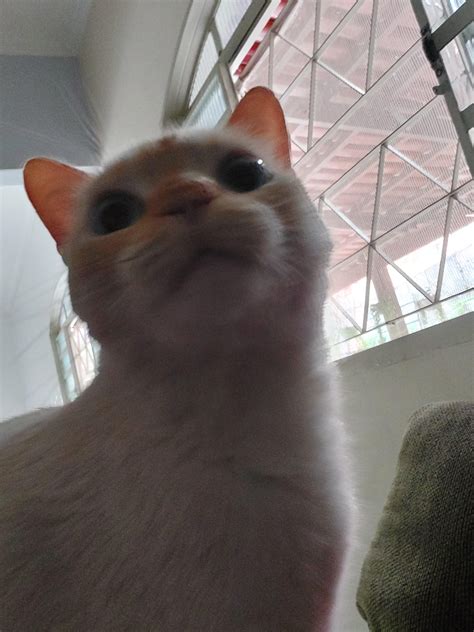 Best R Gatos Images On Pholder Como Treinar Meu Gato A Me Morder