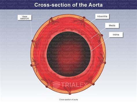 Cross Section Of The Aorta TrialQuest Inc