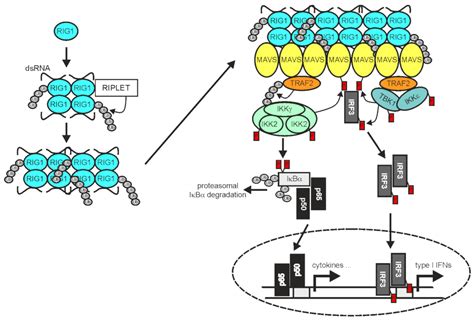 Tnf Receptor Associated Factor In Immune Signaling Pathways