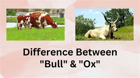 Difference Between Bull And Ox Discover The Distinctions Between A