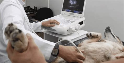 Ultrassonografia Clínica SpecialVet