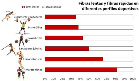 Tipos De Fibras Musculares Y Relaci N Con El Entrenamiento