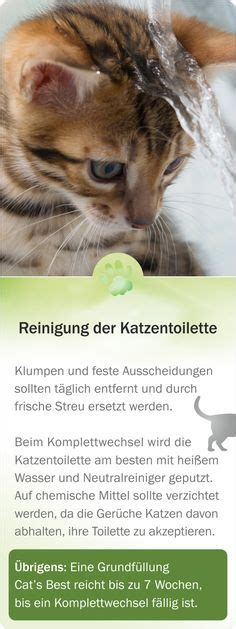 Katzenklo Tipps Und Tricks