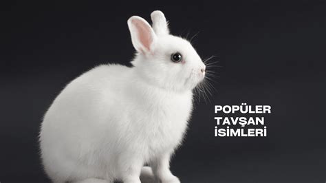Erkek ve Dişi Tavşan İsimleri Popüler İsimler BilgiFresh