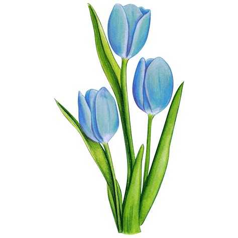 Watercolor Hand Drawn Colorful Tulip Png