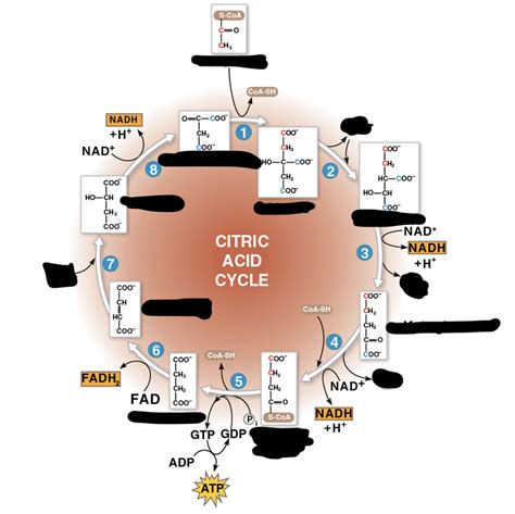 Citric Acid Cycle Diagram Quizlet