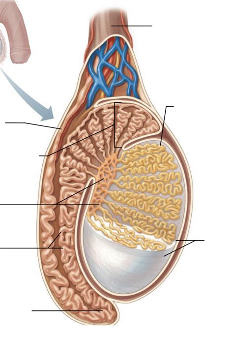 Structure Of The Testis Diagram Quizlet