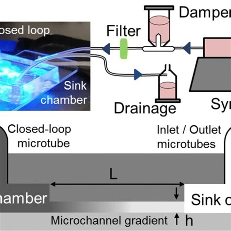 A Schematic Diagram Of The Experimental Setup A Microfluidic Chip With