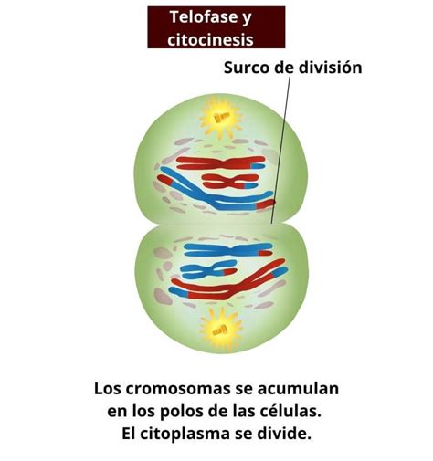 Meiosis qué es función fases y sus características