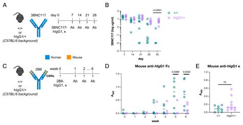 A Novel Mouse Strain Optimized For Chronic Human Antibody