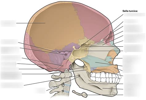 Ch Sagittal Section Of Skull Diagram Quizlet