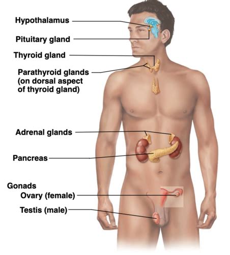Endocrine System Flashcards Quizlet