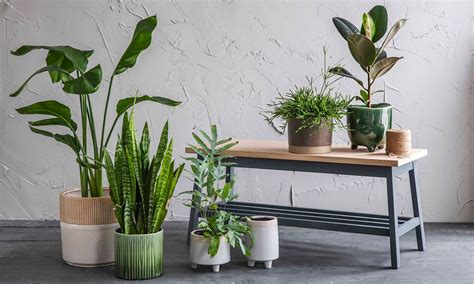 Details Imagen Macetas Para Plantas De Interior Abzlocal Mx