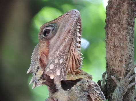 Port Douglas Daintree Rainforest And Mossman Gorge Tour