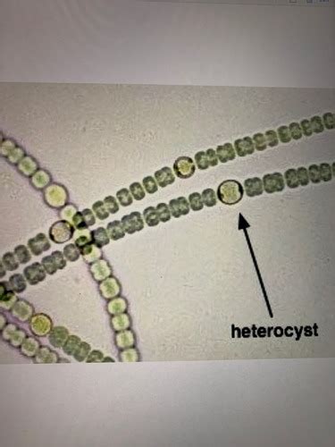Biol Practical Photos Flashcards Quizlet