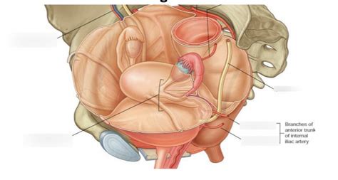 Broad Ligament Diagram Quizlet