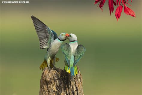 Malabar Blue Winged Parakeet Male Malabar Blue Winge Flickr