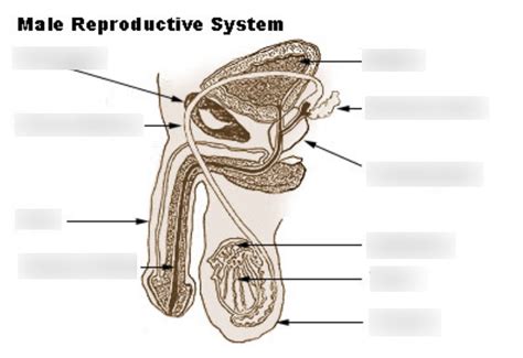 7 1 Male Reproductive System Diagram Quizlet