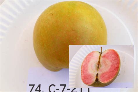 Tasting California Grown Apple Varieties California Rare Fruit Growers