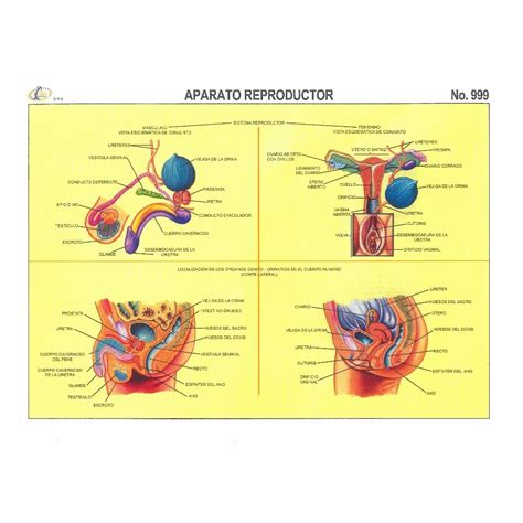 Aparato Reproductor Masculino