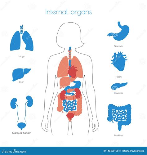 Human Internal Organs Vector Stock Vector Illustration Of Care