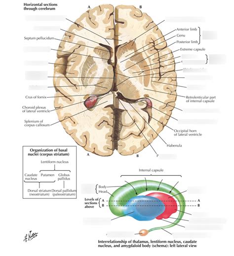 Basal Nuclei Anatomy Diagram Quizlet