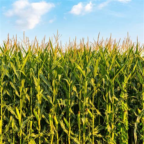 Cultivo del maíz AZUD INDUSTRIAL