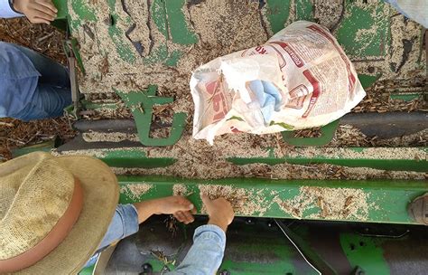 Giro MT Notícias Cultivo do gergelim no Brasil cresce 230 em um ano