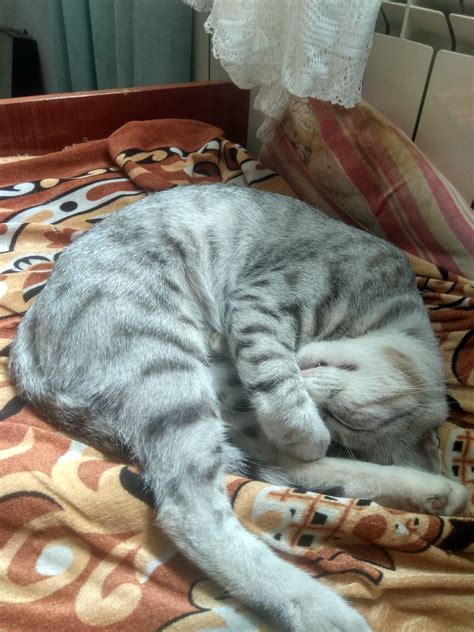 My Pisi Scrolller