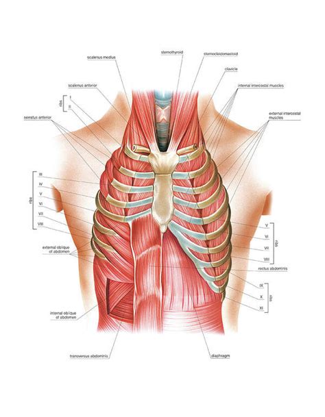 Respiratory Muscles Poster By Asklepios Medical Atlas Science Photo