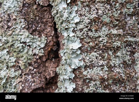 Lichens And Moss On Tree Bark Stock Photo Alamy