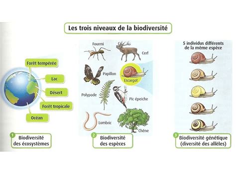 Bac Svt Diversification Des Etres Vivants Classification Des Tres