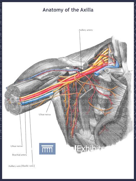 Anatomy Of The Axilla TrialQuest Inc
