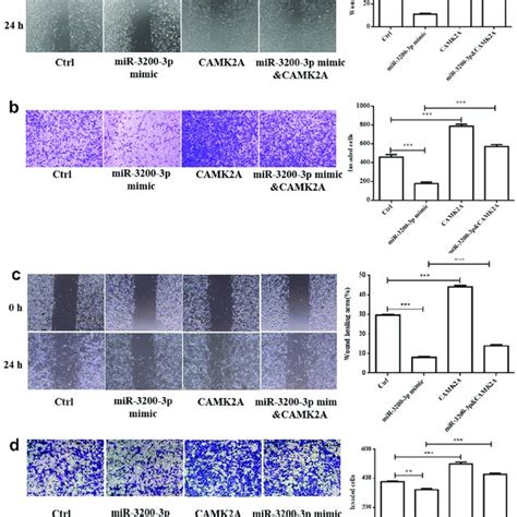 CAMK2A Overexpression Partially Reversed The Roles Of MiR 3200 3p On